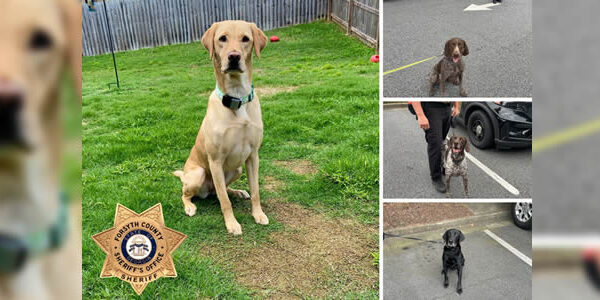 EOD K9 Kimber todo un heroe – PRENSA ATLANTA GLOBAL