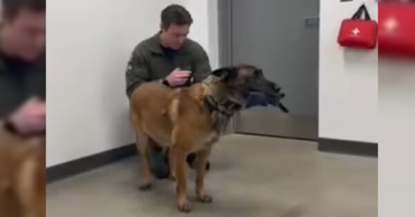 ADIÓS A UN HÉROE: K9 FALCO SE RETIRA TRAS OCHO AÑOS DE VALENTÍA Y ...